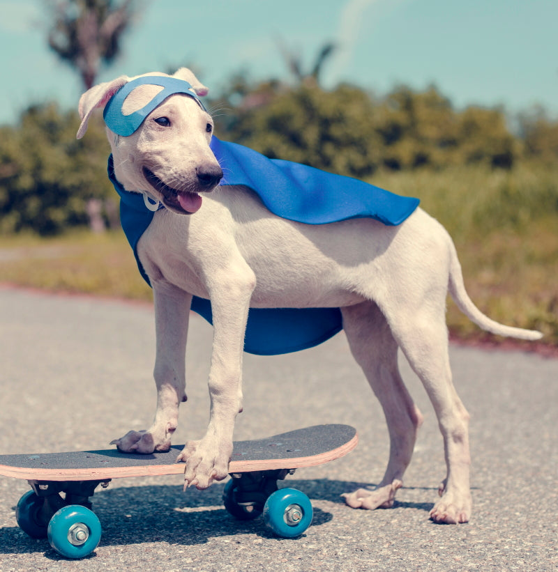 6 kids’ books starring animal heroes – Parrot Street Book Club